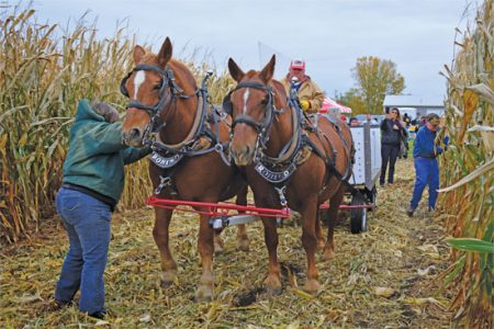 The Right Tool for the Job: Husking Corn by Hand | Farm Collector